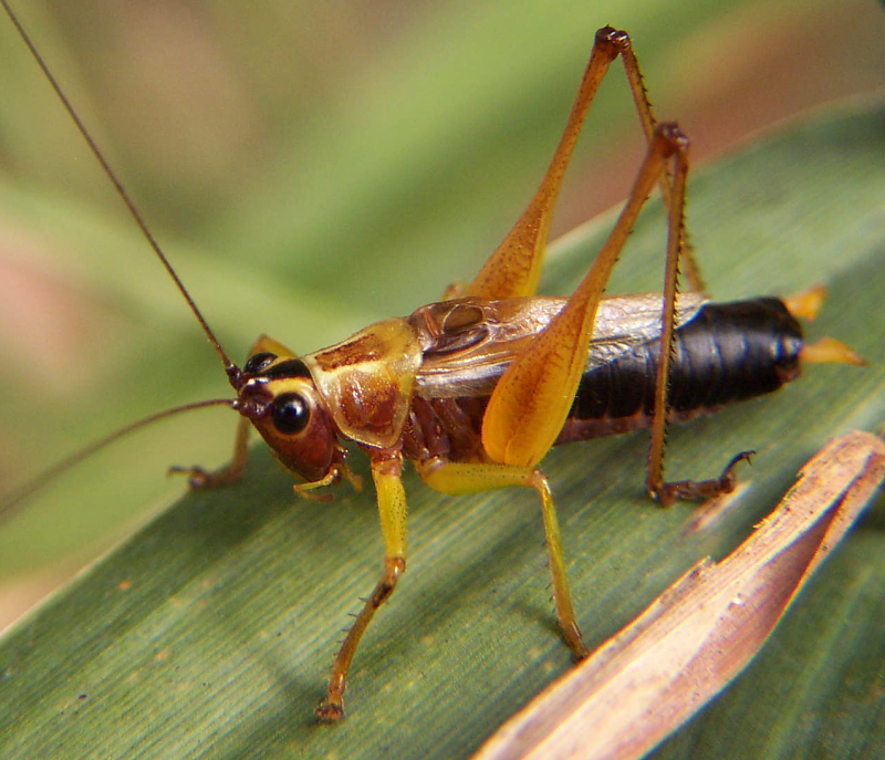 Black-sided Meadow Katydid - Conocephalus nigropleurum - North American ...