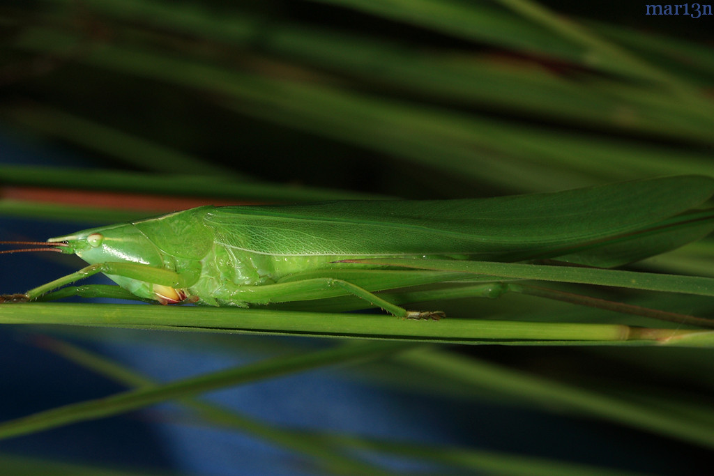 Sword-Bearing Conehead - North American Insects & spiders