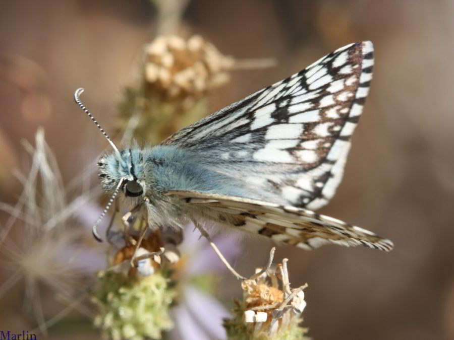 Checkered Skipper - Pyrgus communis - North American Insects & Spiders