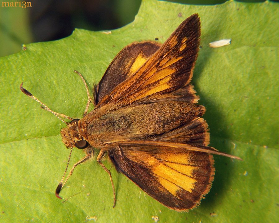 Hobomok Skipper Butterfly - Poanes hobomok - North American Insects ...