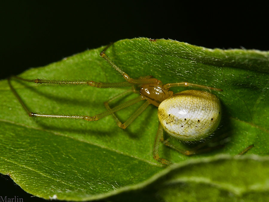 Enoplognatha ovata (Candy-striped spider) (Theridion ovatum)