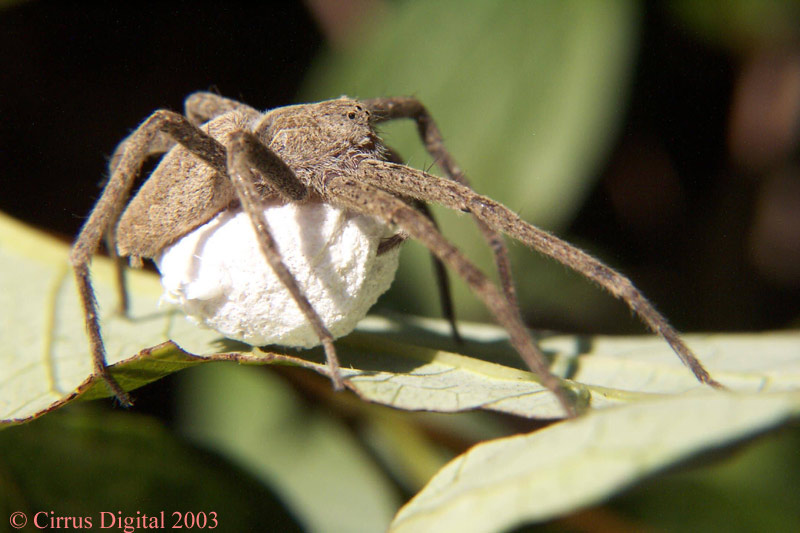 Nursery Web Spider with egg sac- Pisaurina sp. - North American Insects ...