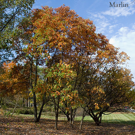 Sassafras - Sassafras albidum - North American Insects & Spiders