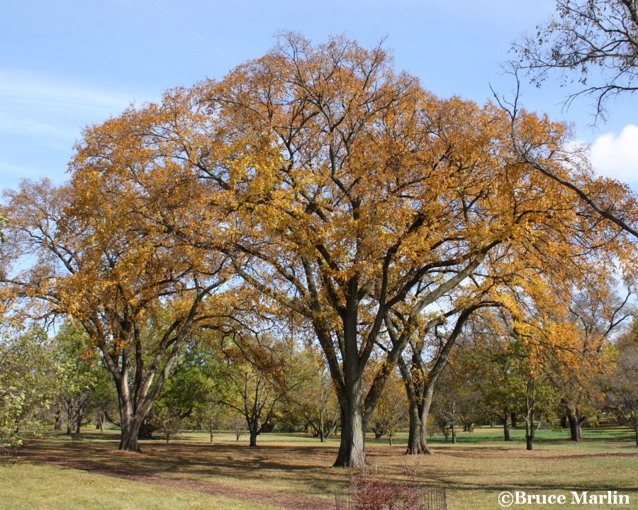 American Elm - Ulmus americanus - North American Insects & Spiders