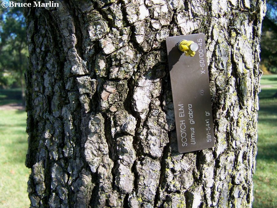 Scotch Elm - Ulmus glabra - North American Insects & spiders