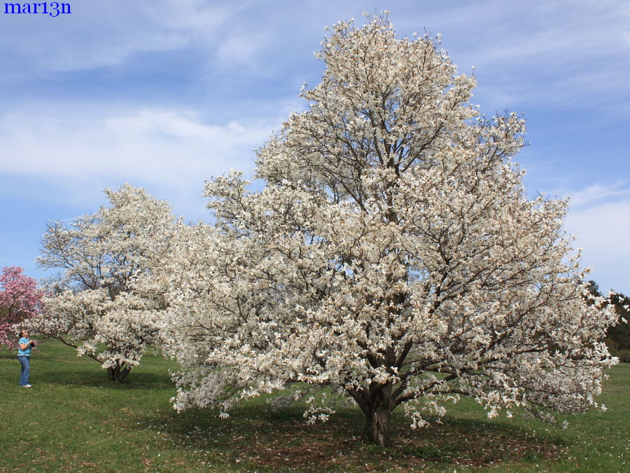 Magnolia salicifolia - Alchetron, The Free Social Encyclopedia