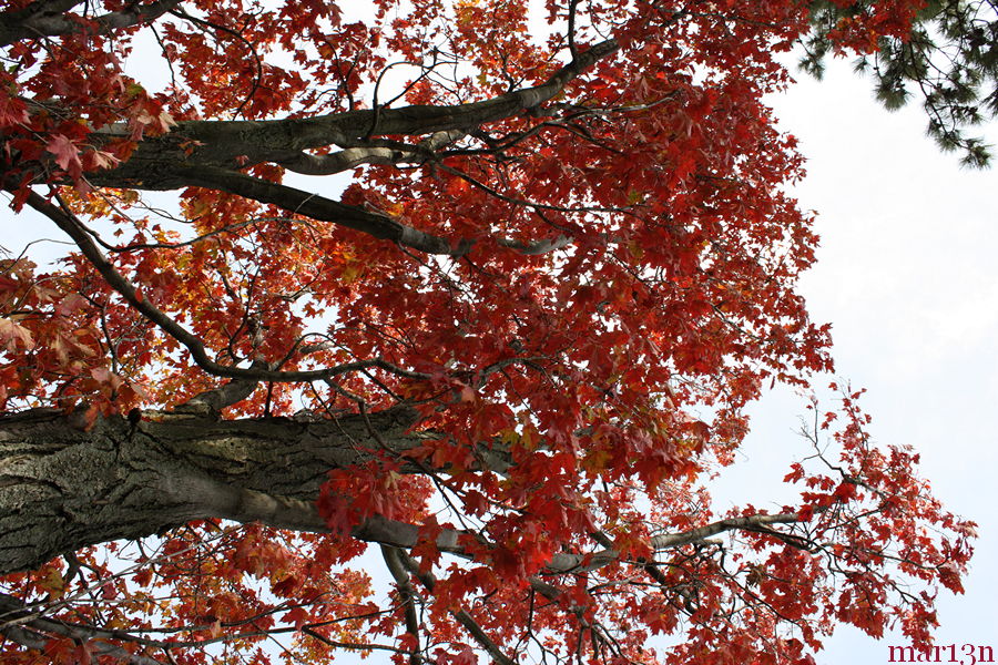 Armstrong Freeman's Maple - Acer x freemanii 'Armstrong' - North ...