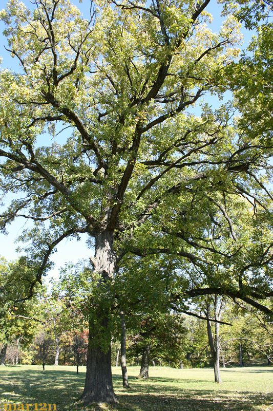 Bur Oak - Quercus macrocarpa