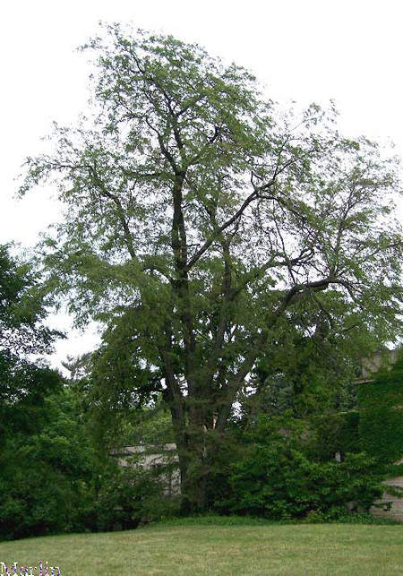 Thornless Honey Locust Tree - Gleditsia triacanthos - North American ...