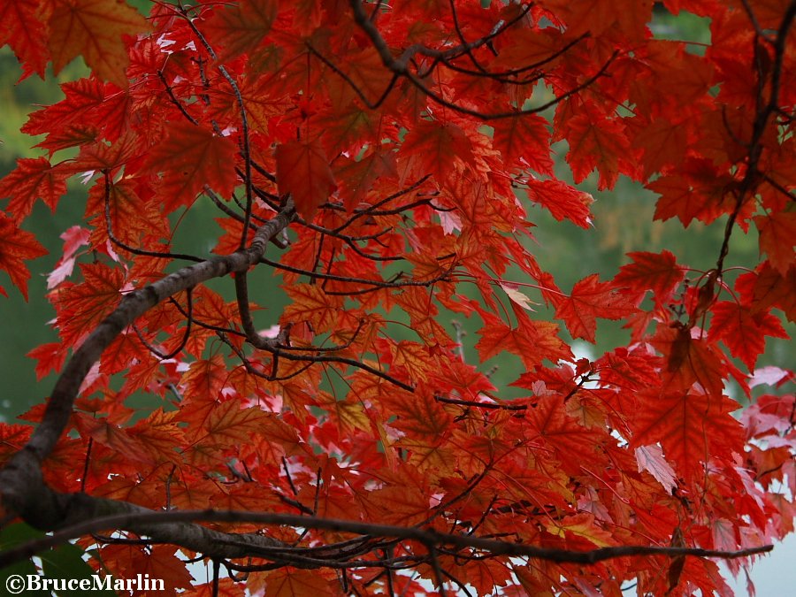 Autumn Flame Red Maple - Acer rubrum 'Autumn Flame' - North American ...