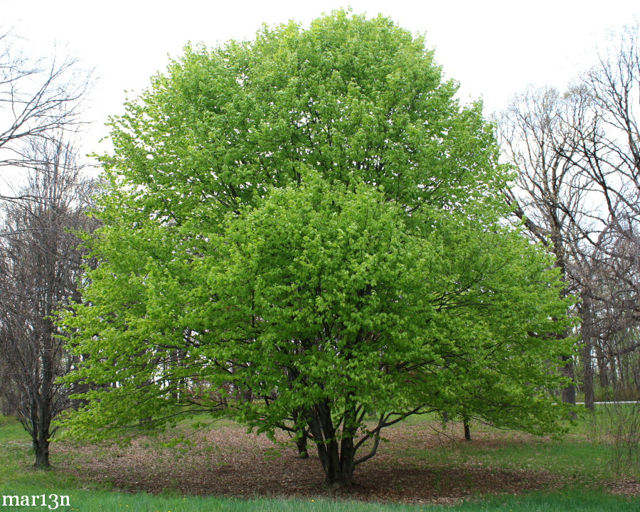 Oriental Beech - Fagus orientalis - North American Insects & Spiders