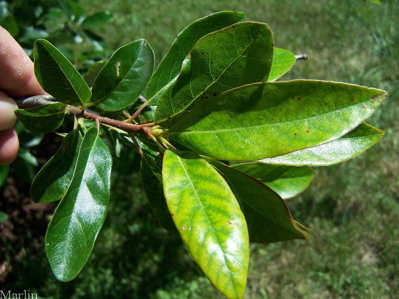 PPT - Sour Gum or Black Gum PowerPoint Presentation - ID:2337486