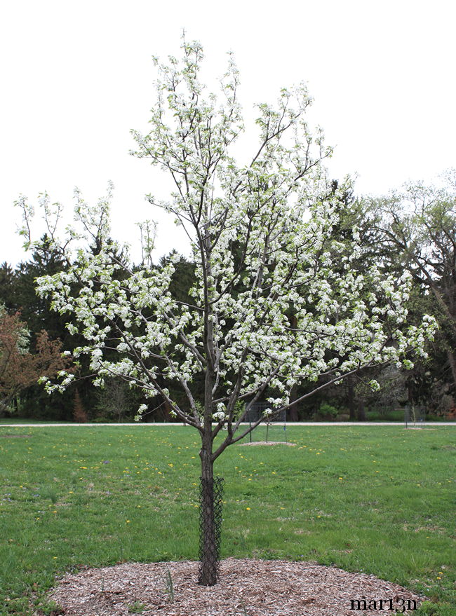 Trinity Callery Pear - Pyrus calleryana 'Trinity' - North American ...