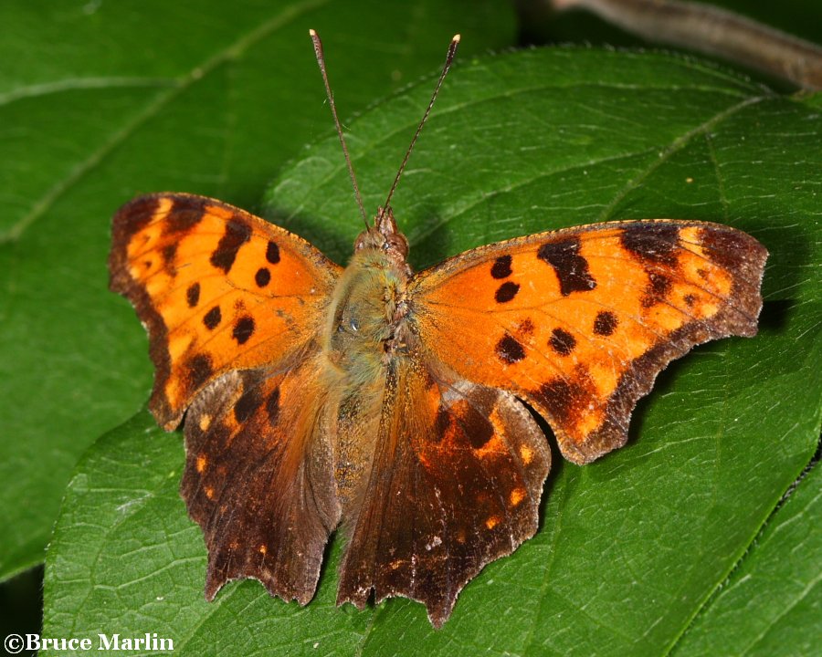 Eastern Comma Butterfly - Polygonia comma - North American Insects ...