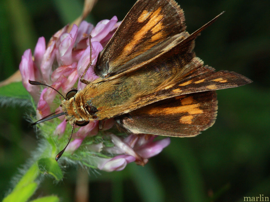 Fiery Skipper Butterfly - Hylephila phyleus - North American Insects ...