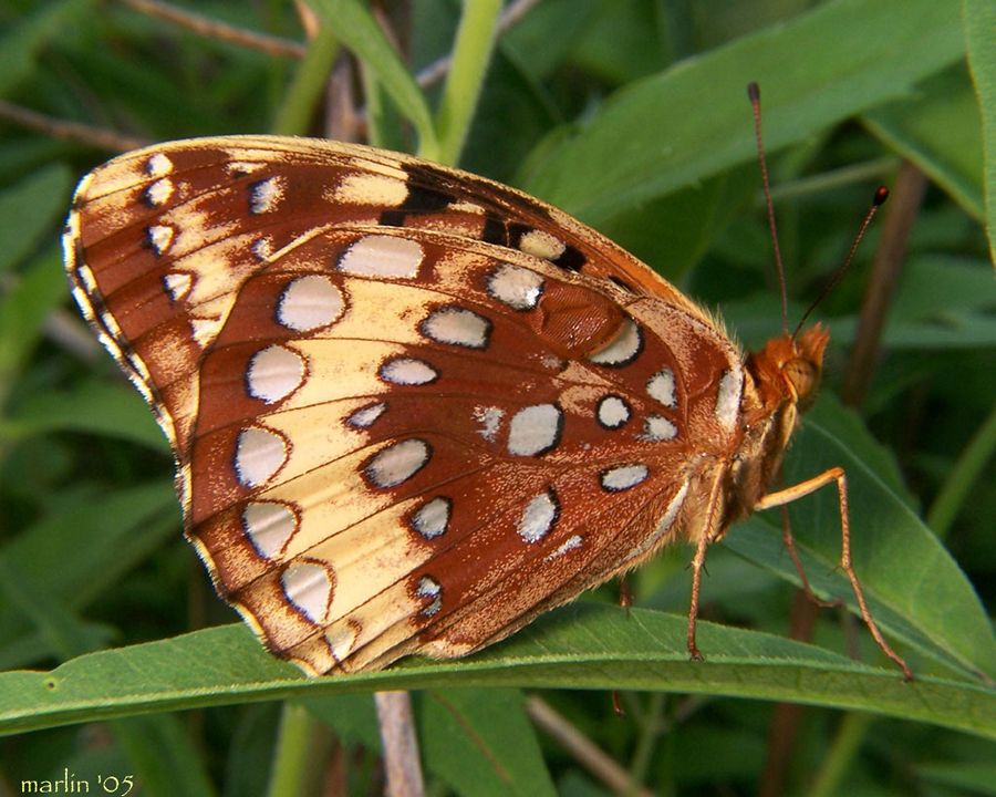 Great Spangled Fritillary Butterfly - Speyeria cybele - North American ...