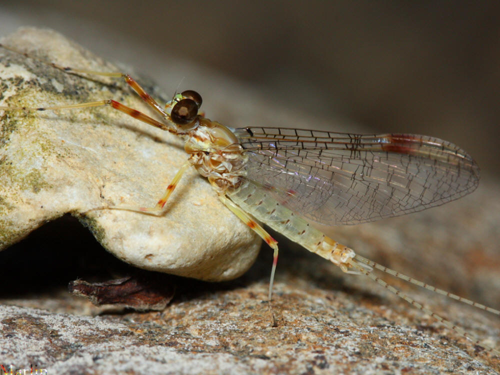 Mayfly - Stenonema femoratum - North American Insects & Spiders