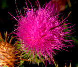 Invasives of North America - North American Insects & spiders