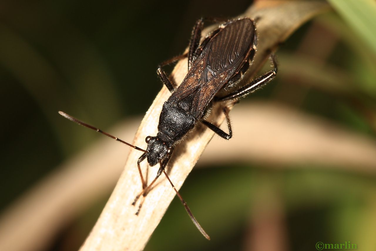 True Bugs - North American Insects & Spiders