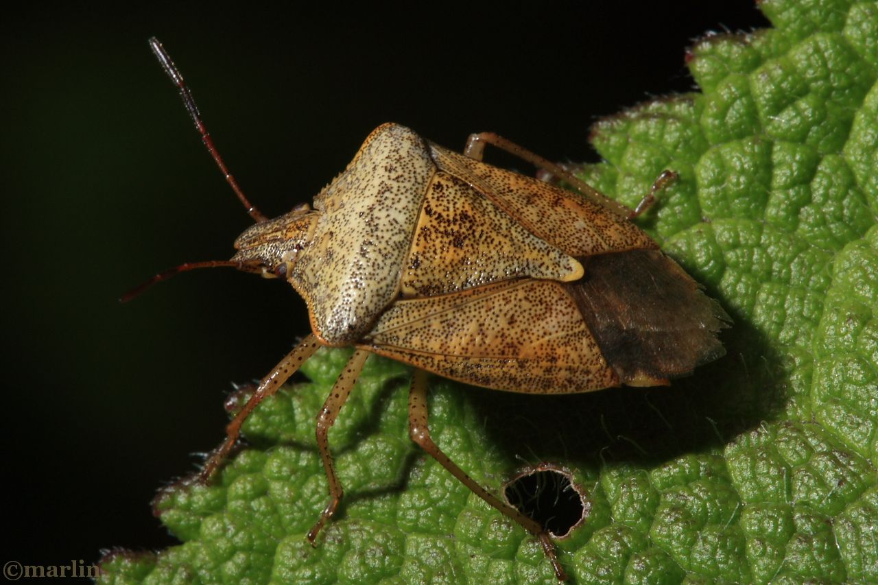 True Bugs - North American Insects & Spiders