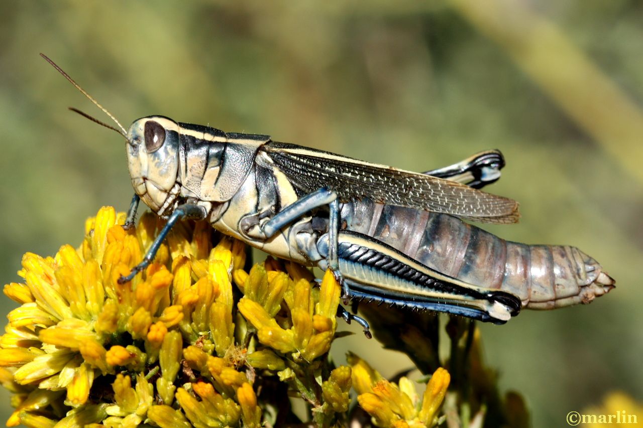 Orthoptera - North American Insects & Spiders