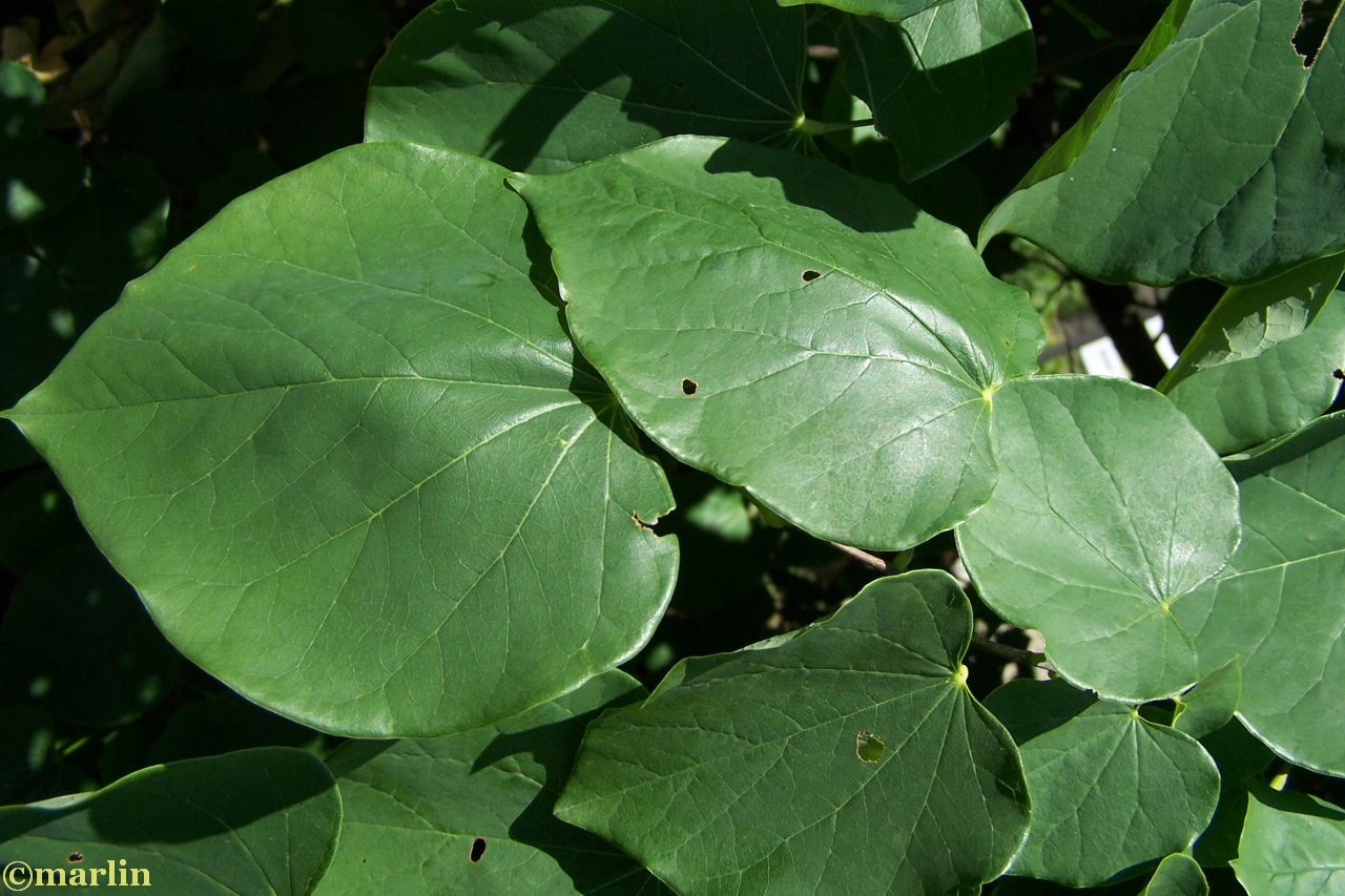 Eastern Redbud - North American Insects & spiders