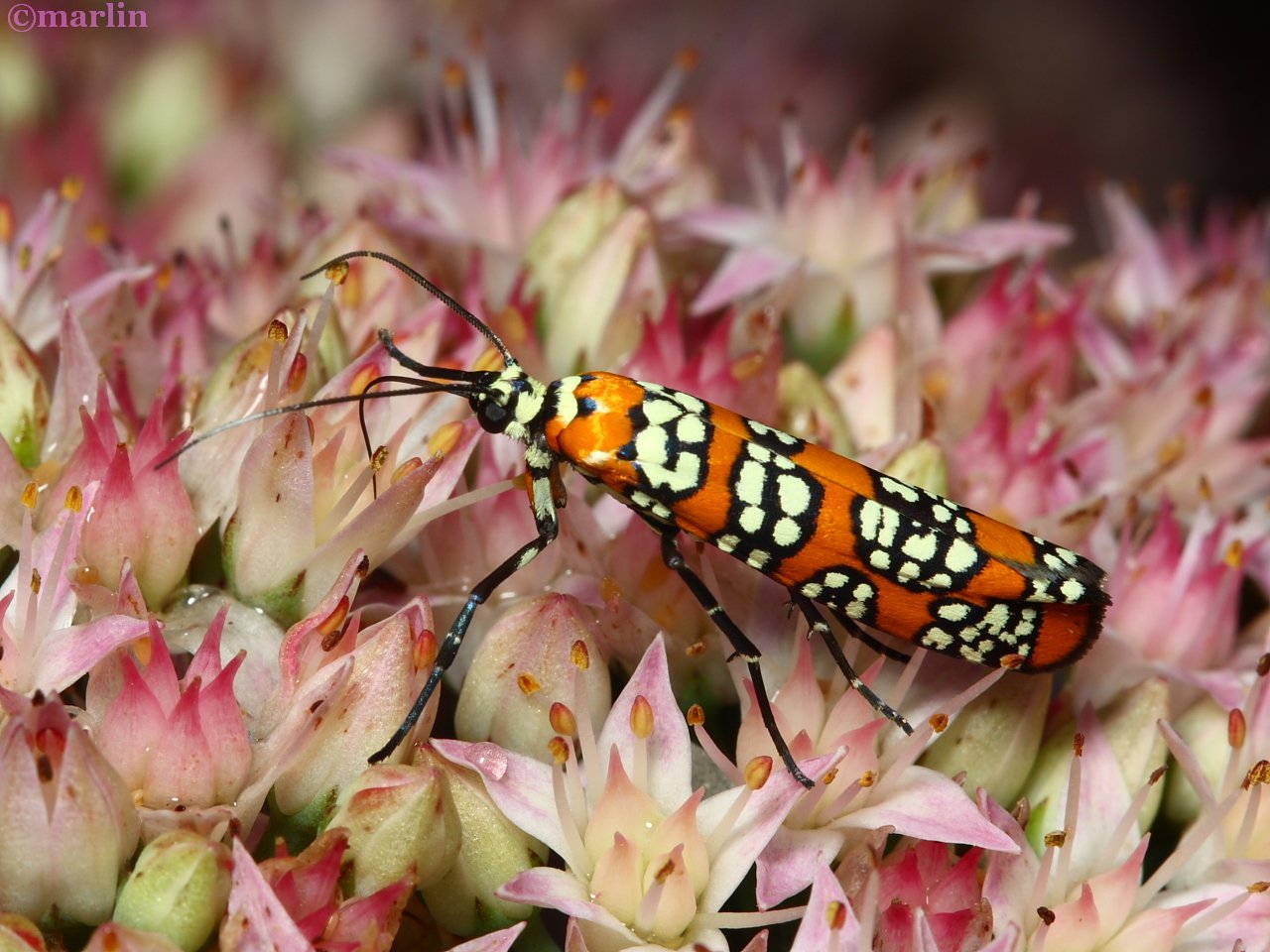Ailanthus Webworm Moth - North American Insects & spiders