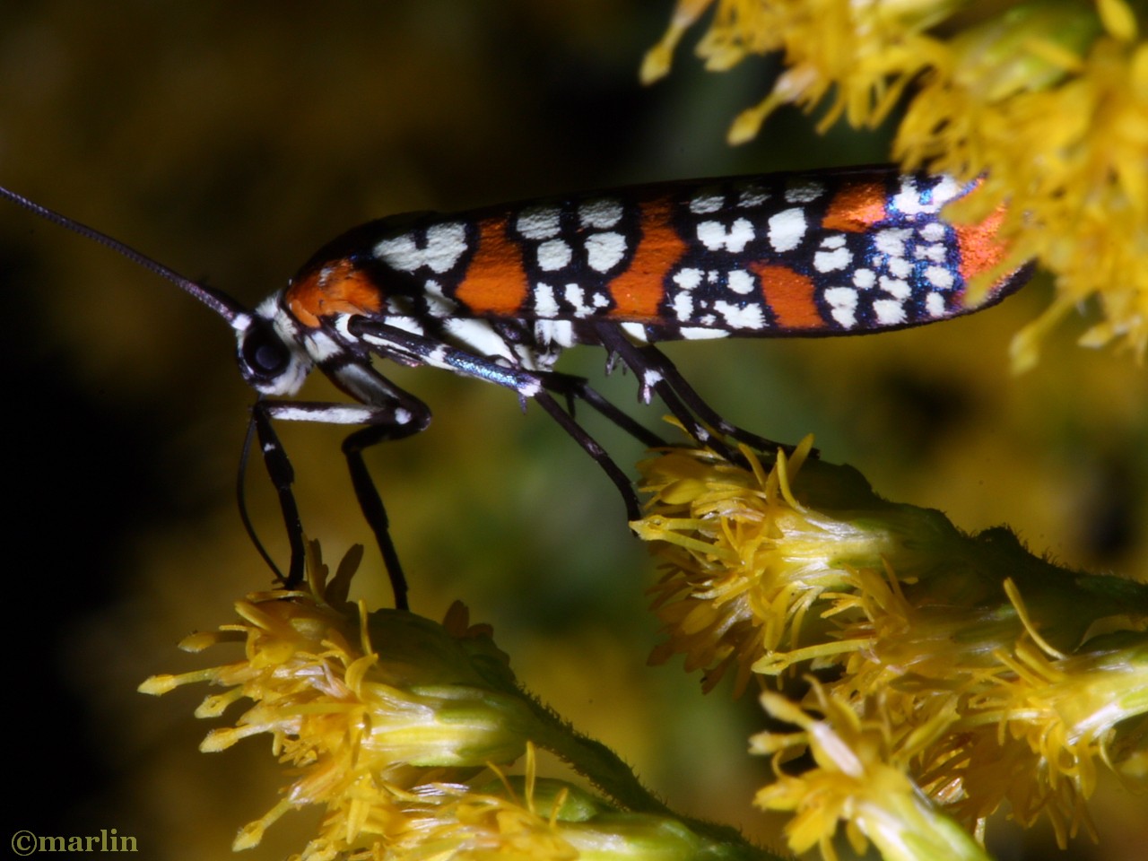 Ailanthus Webworm Moth - North American Insects & spiders