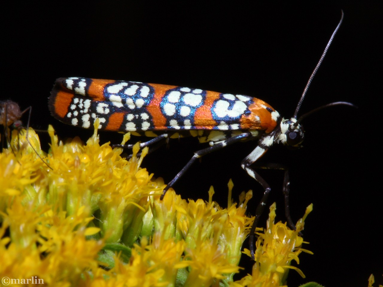 Ailanthus Webworm Moth - North American Insects & spiders