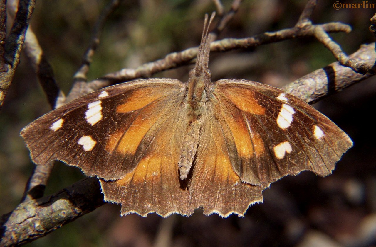 American Snout Butterfly - North American Insects & spiders