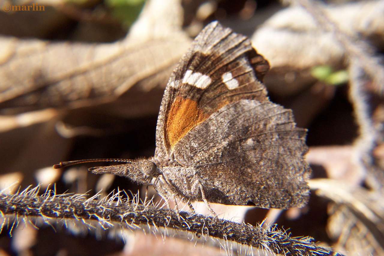 American Snout Butterfly - North American Insects & spiders