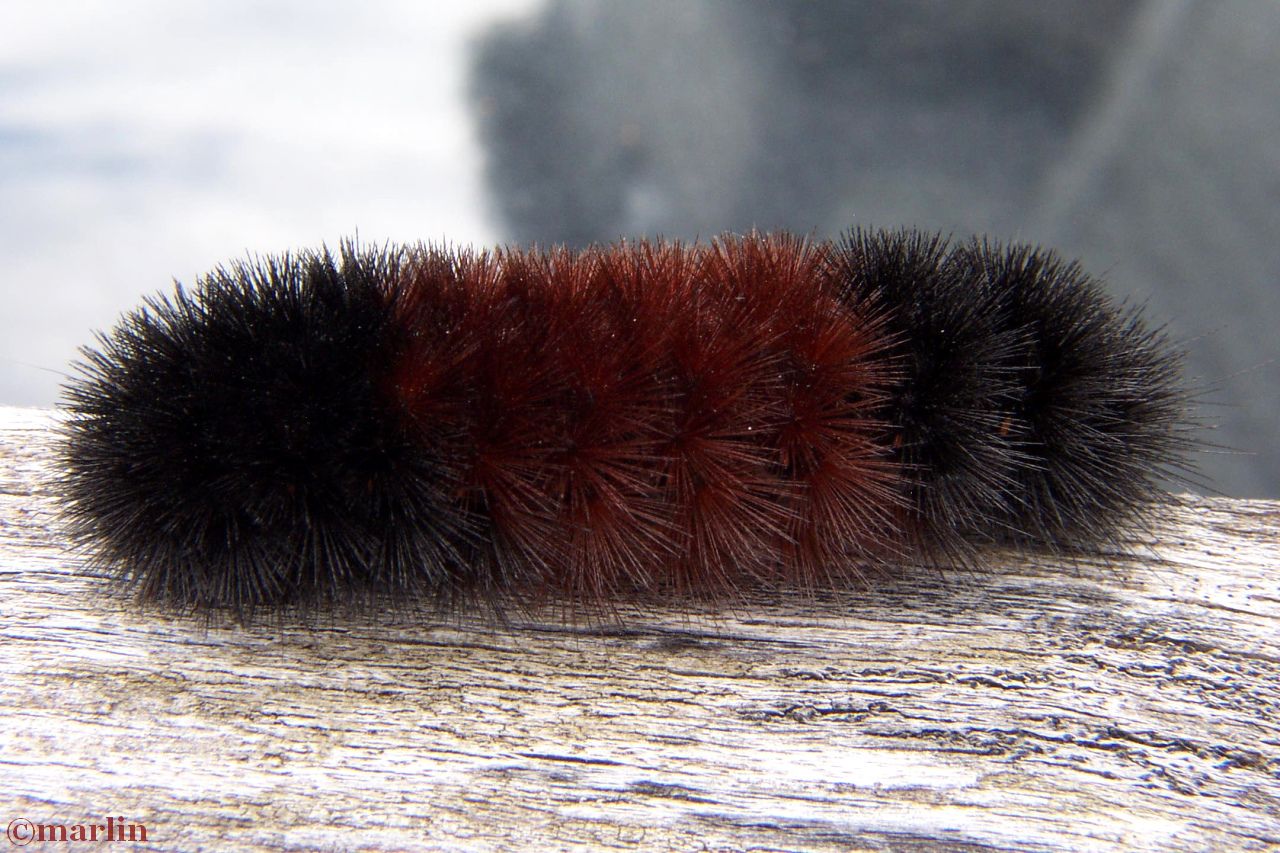 Banded Woolly Bear Caterpillar - North American Insects & spiders