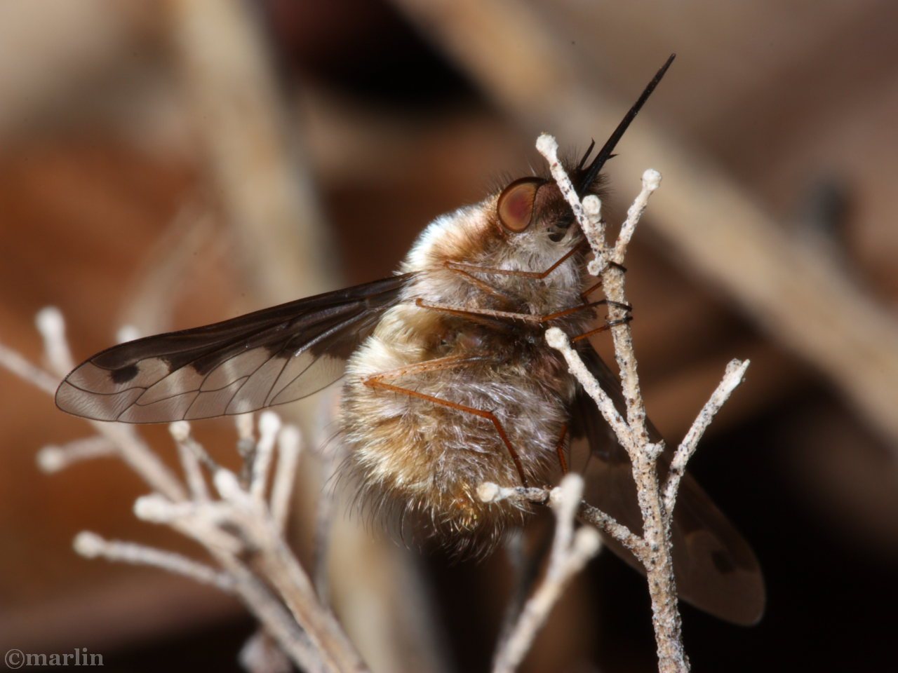 Bee Fly - Bombylius major - North American Insects & spiders