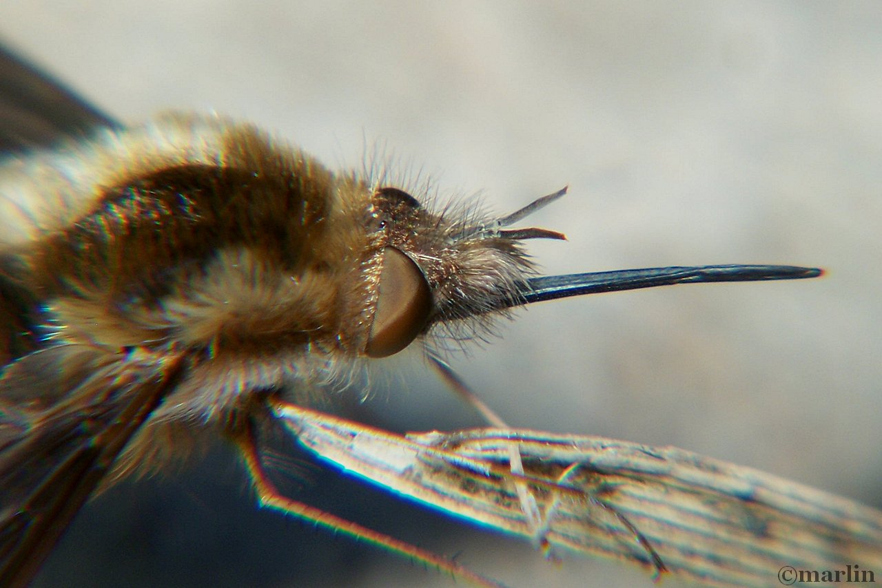 Bee Fly - Bombylius major - North American Insects & spiders