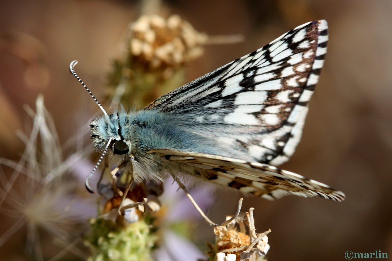 Skipper Butterflies - North American Insects & spiders