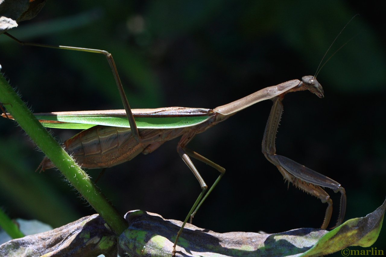 Praying Mantis - North American Insects & spiders