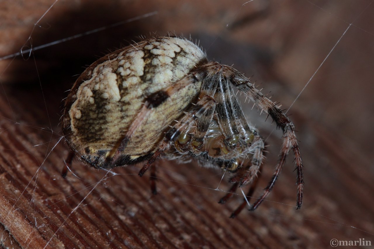 Cross Spider - North American Insects & spiders
