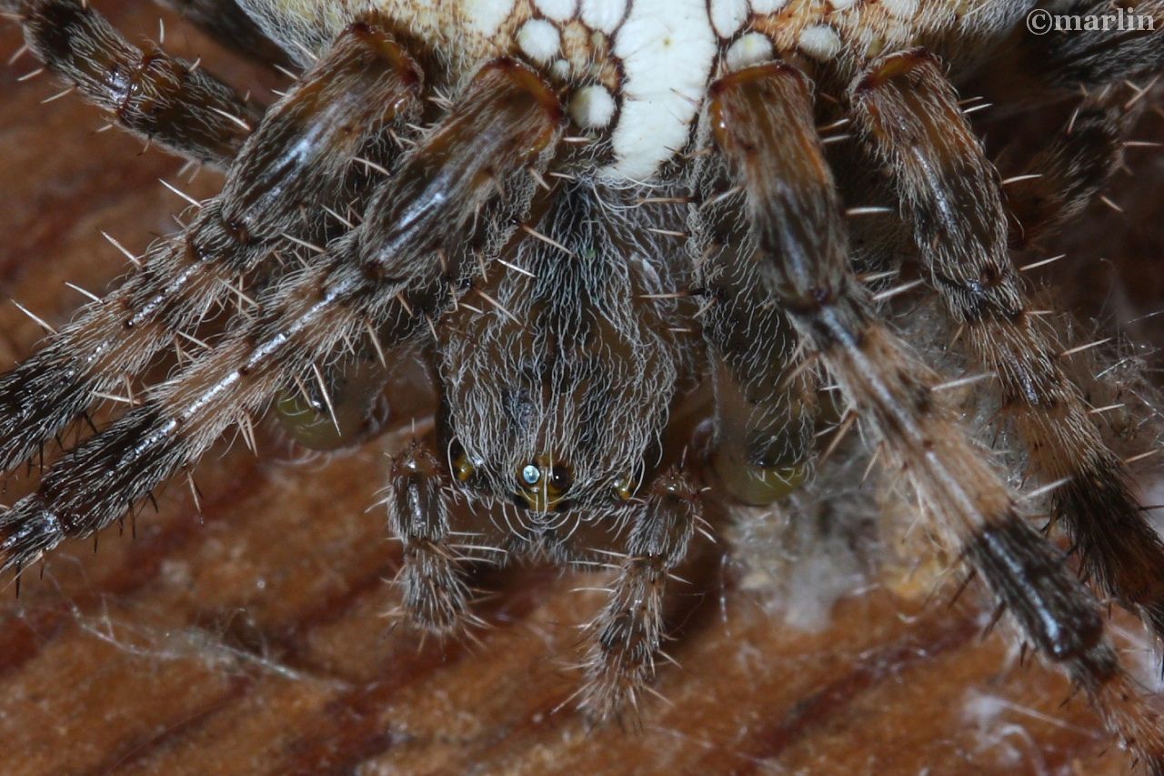 Cross Spider - North American Insects & spiders