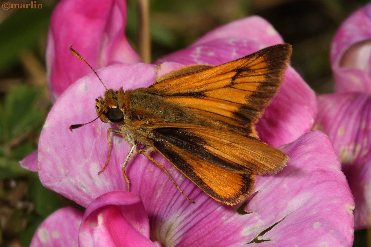 Skipper Butterflies - North American Insects & spiders