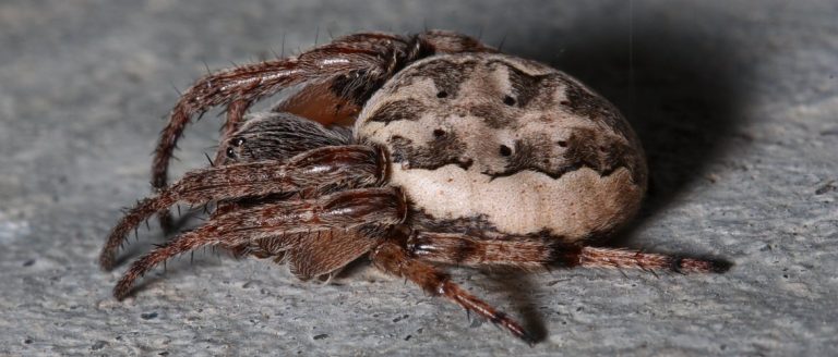 Spiders of North America - North American Insects & Spiders