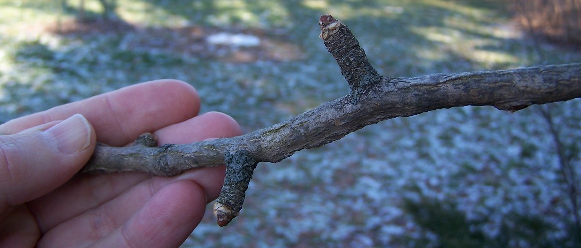 Ginkgo Biloba - North American Insects & spiders