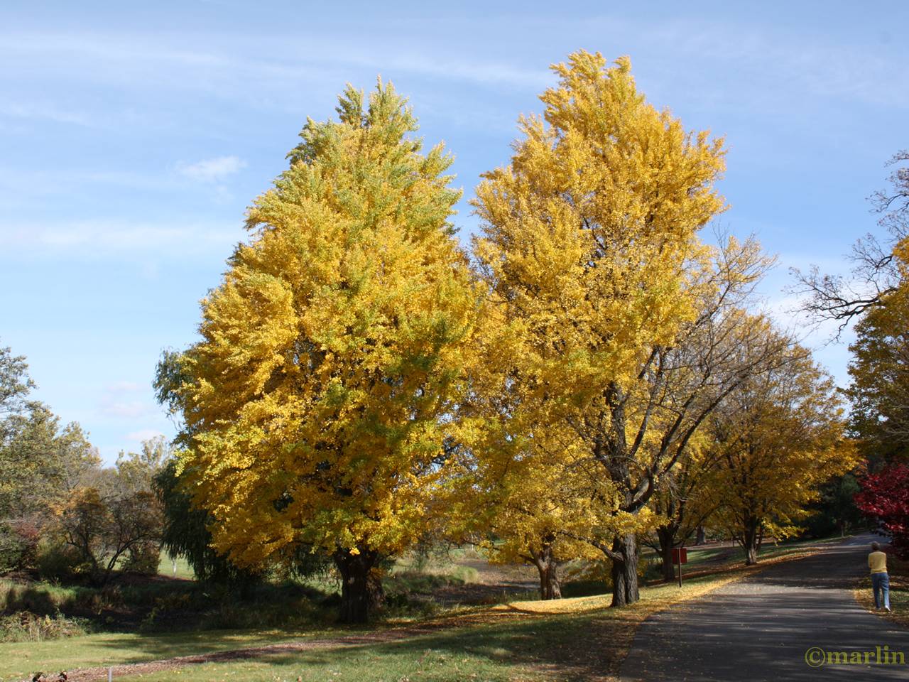 Ginkgo Biloba - North American Insects & spiders