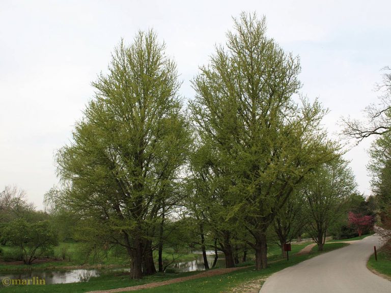 Ginkgo Biloba - North American Insects & spiders