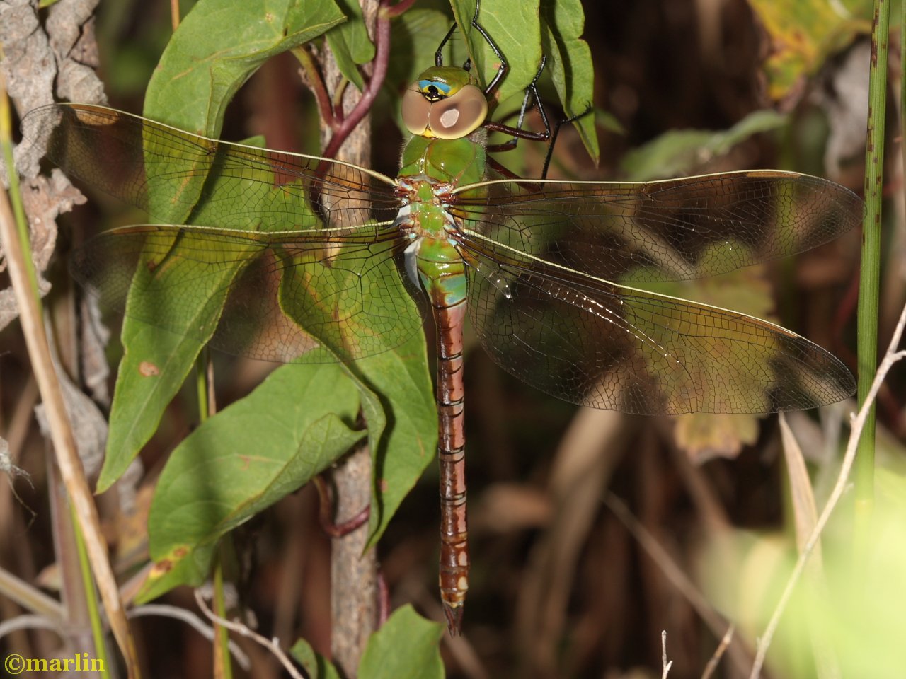 Green Darner Dragonfly - North American Insects & spiders