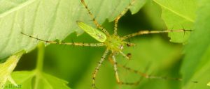 Spiders of North America - North American Insects & Spiders