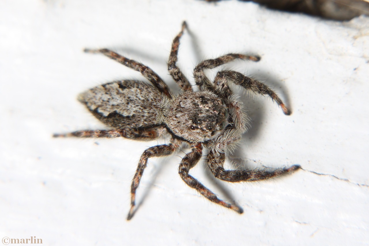 Jumping Spider - Platycryptus undatus - North American Insects & spiders
