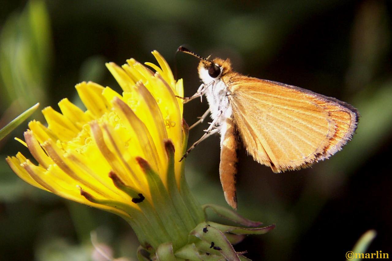 Skipper Butterflies - North American Insects & spiders
