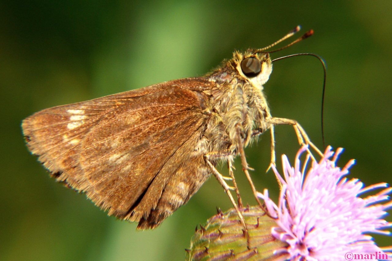 Skipper Butterflies - North American Insects & spiders