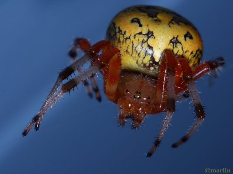 Marbled Orb Weaver Spider Araneus Marmoreus North American Insects And Spiders