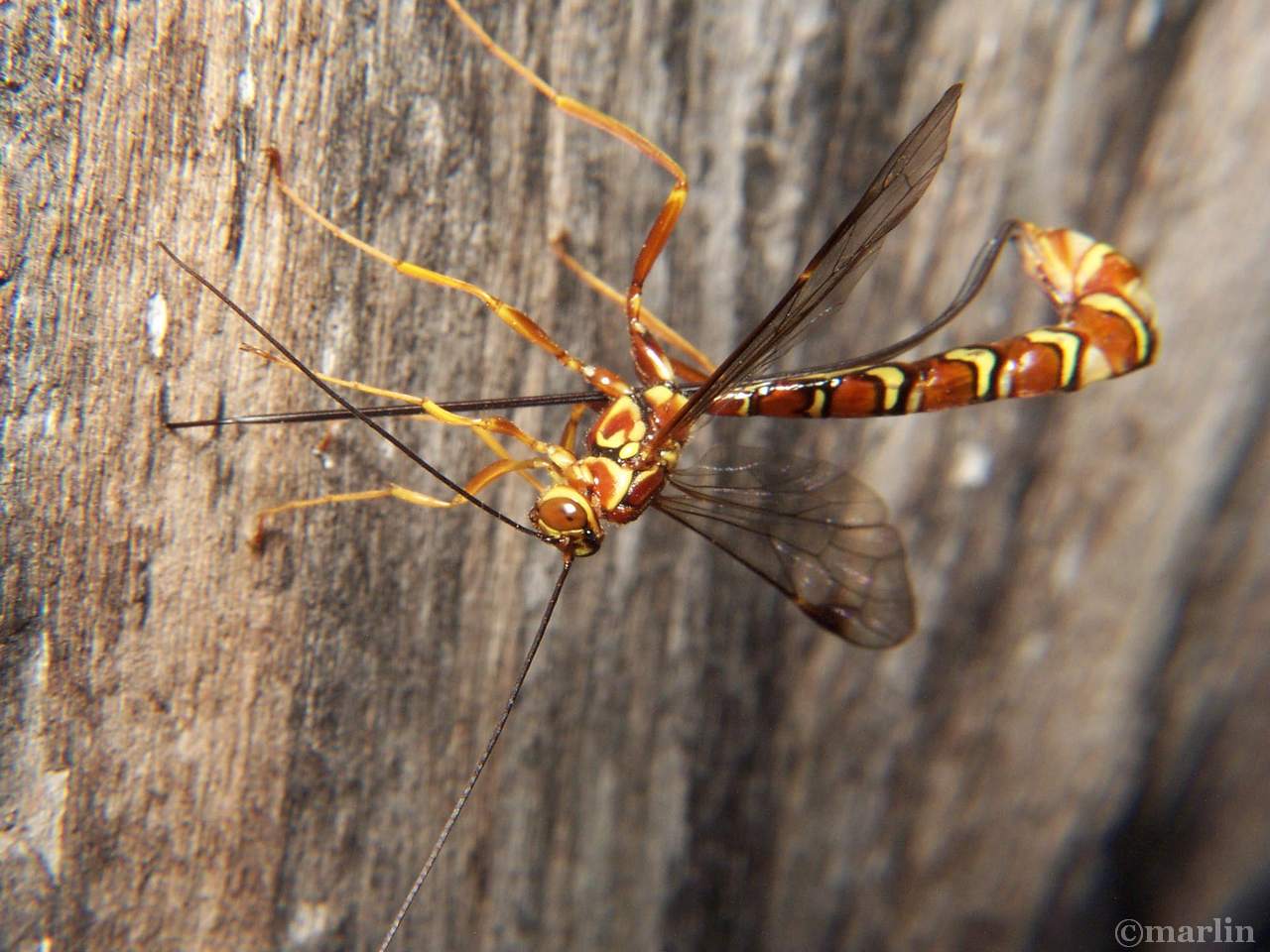 Giant Ichneumon Wasp - North American Insects & spiders